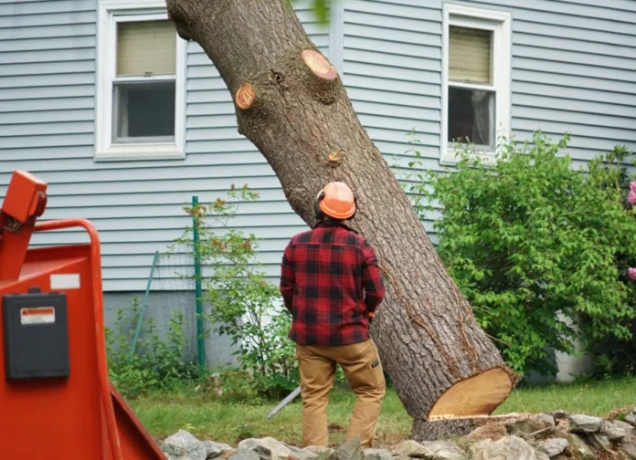 Tree Removal Safety Tips: Protect Yourself And Your Property